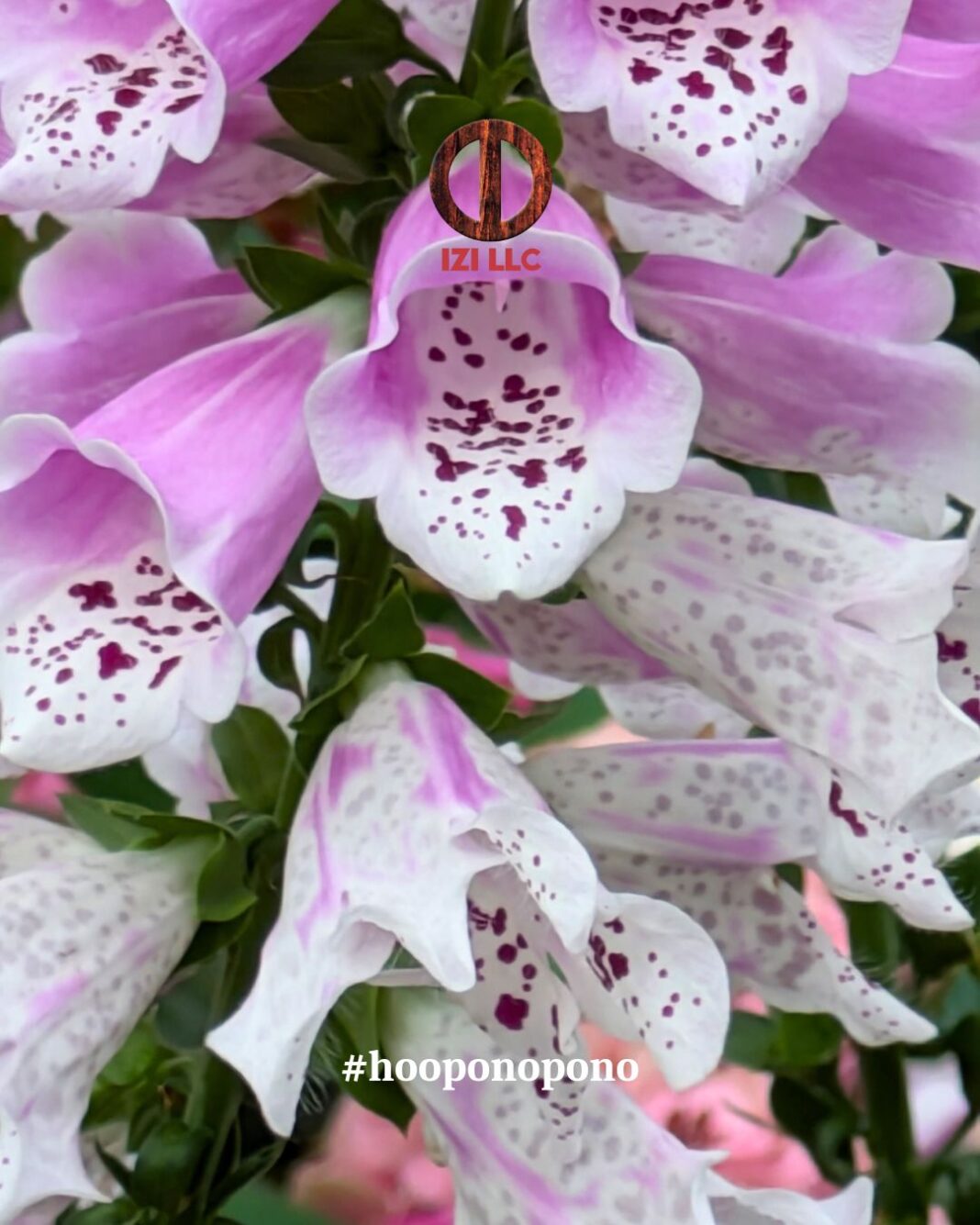 When we apply the Ho’oponopono process, Whatever it is whether it’s a ...